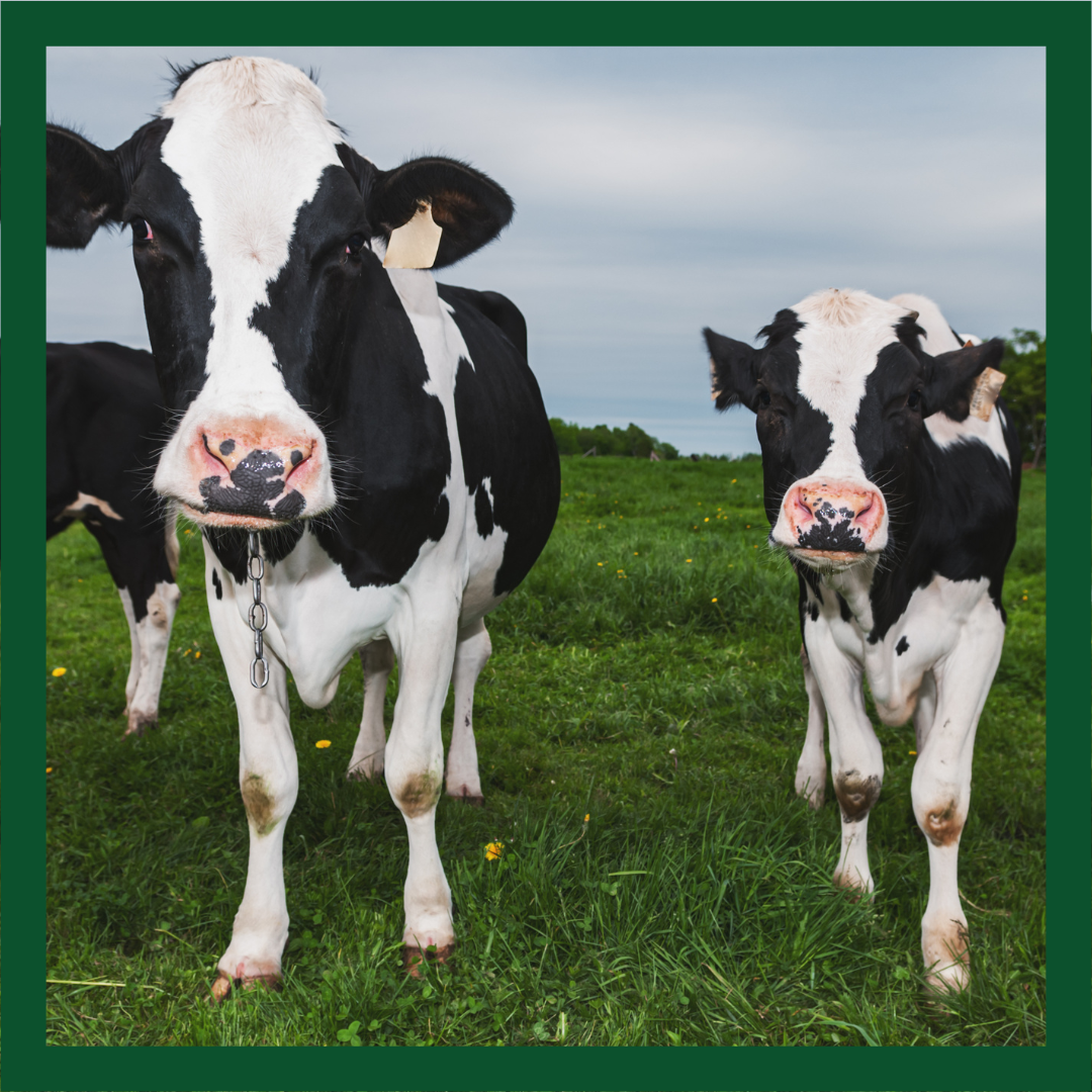 Minerals and Supplements – Animal Farmacy