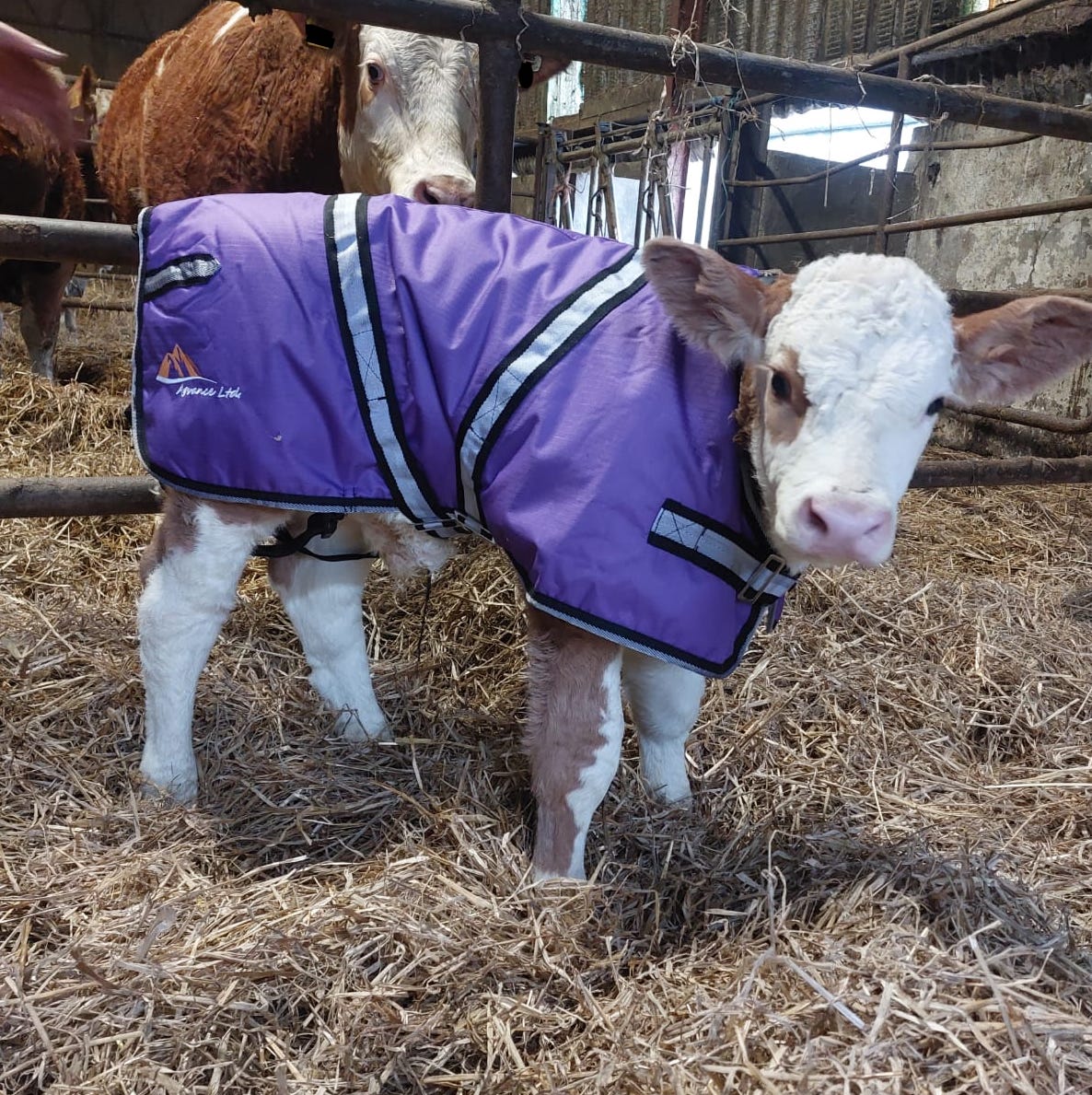 Comfy Calf Jacket XL – Animal Farmacy