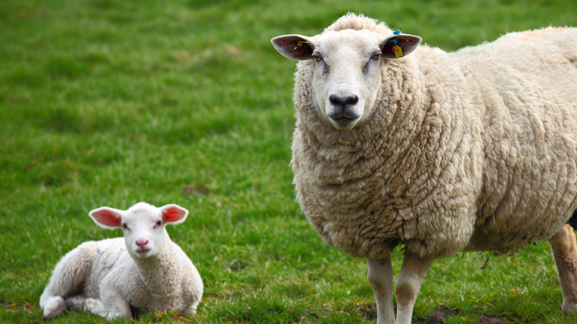 Animal Farmacy | Vet Supplies & Farm Equipment for Livestock